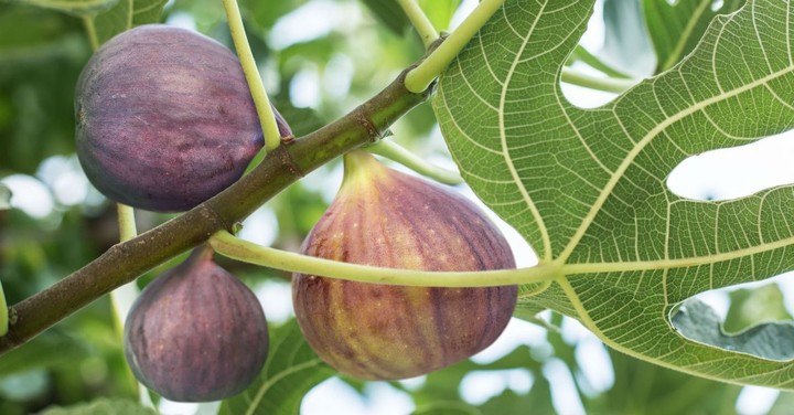 Jesus Curses A Fig Tree - Bible Story, Verses and Meaning | Bible Study ...