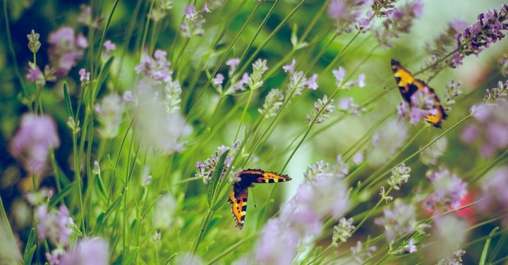 10 Things You Should Know about the Garden of Eden - Explore the Bible ...