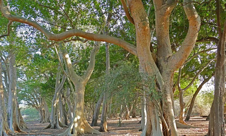 Jesus Curses A Fig Tree - Bible Story, Verses and Meaning | Bible Study ...
