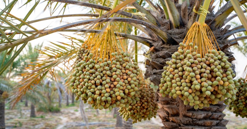 Farmers in Israel Growing Date Trees Using 2000-Year-Old Bible-Era ...