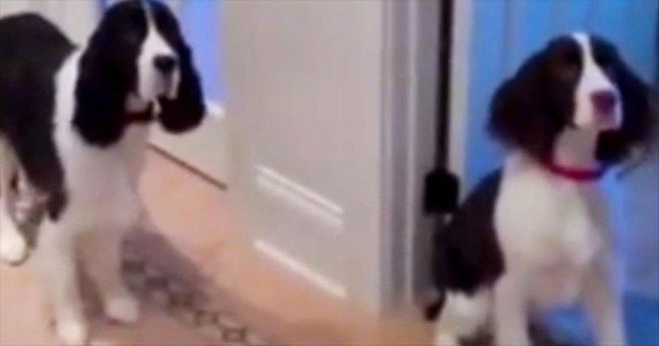 2 Dancing Dogs Work Up An Appetite In The Funniest Way | GodTube.com