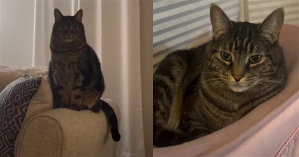 Cat’s Adorable Nighttime Routine Will Melt Your Heart | GodTube.com