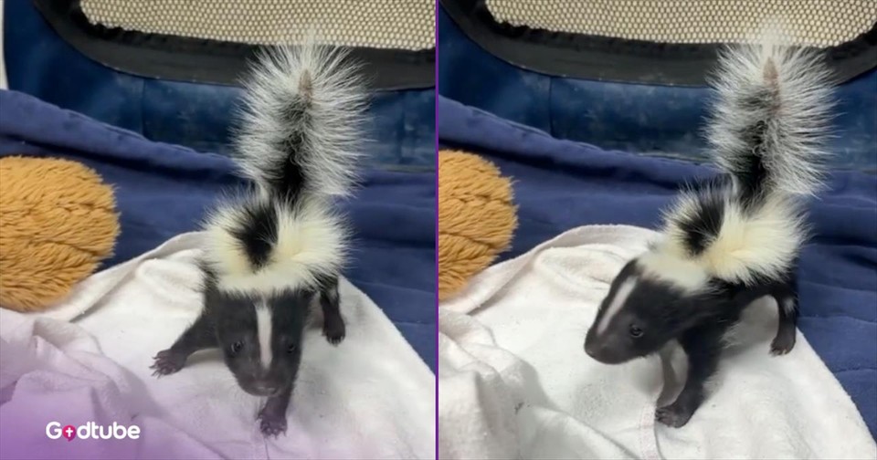 This Baby Skunk Might Be the Cutest Thing You See All Day | GodTube.com
