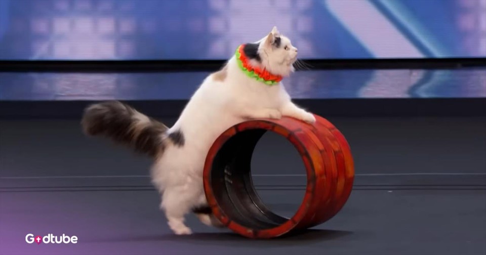 This AGT Cat Performance Is Absolutely Purr-fect | GodTube.com